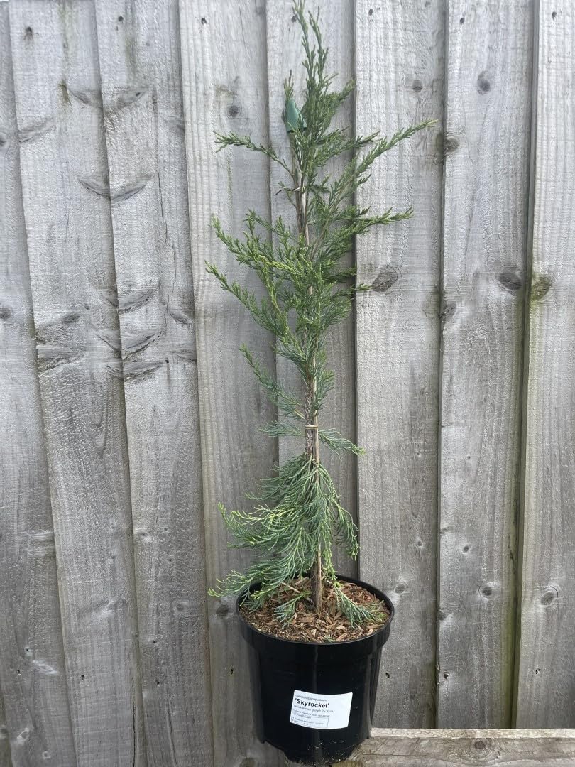 Juniper Blue Arrow Tree Juniperus Scopulorum Blue Arrow Elegant Tall ...