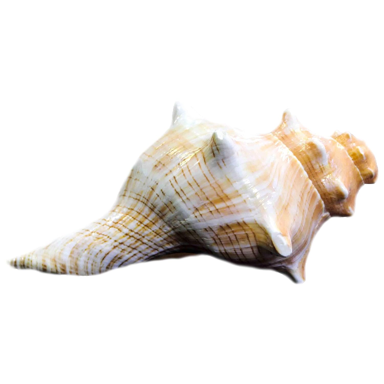The Holy Mart Shankhnaad Blowing Conch Shankh (Size-16 cm) : Amazon.in ...