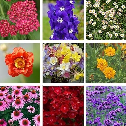 Nurseryman’s Choice Perennials Collection Mixed Hardy Plants 30 Plug ...