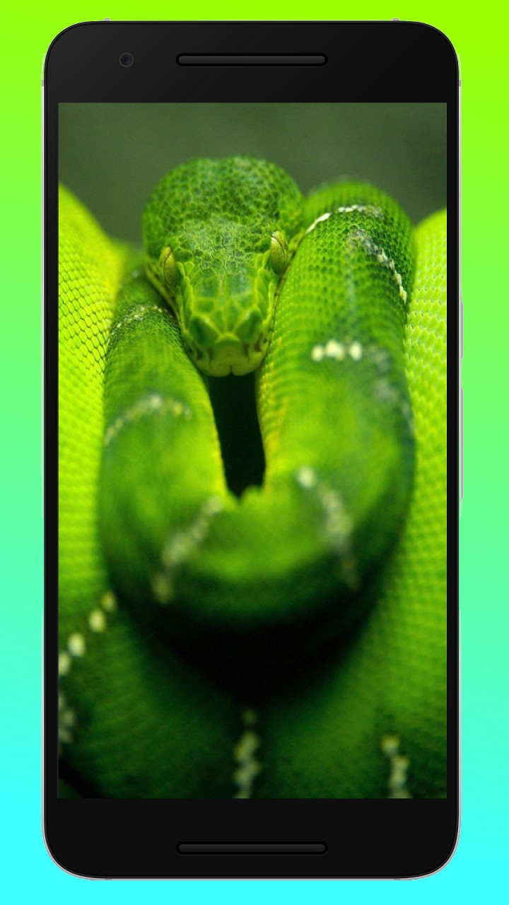 HD animal wallpapers - App on Amazon Appstore