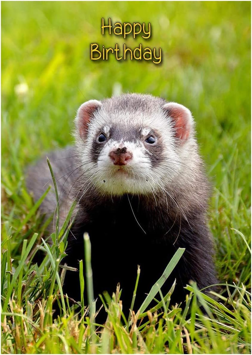 Ferret Birthday Card : Amazon.co.uk: Stationery & Office Supplies