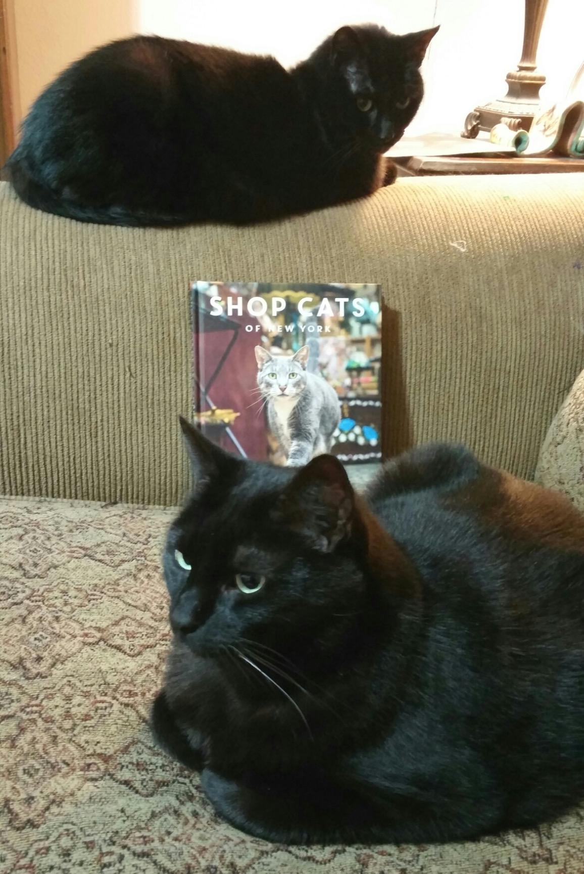 Amazon.com: Shop Cats of New York eBook : Arslanian, Tamar, Marttila ...