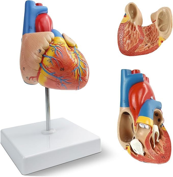 Amazon.com: 2-Parts Life Size Human Heart Model,Anatomical Model Heart ...