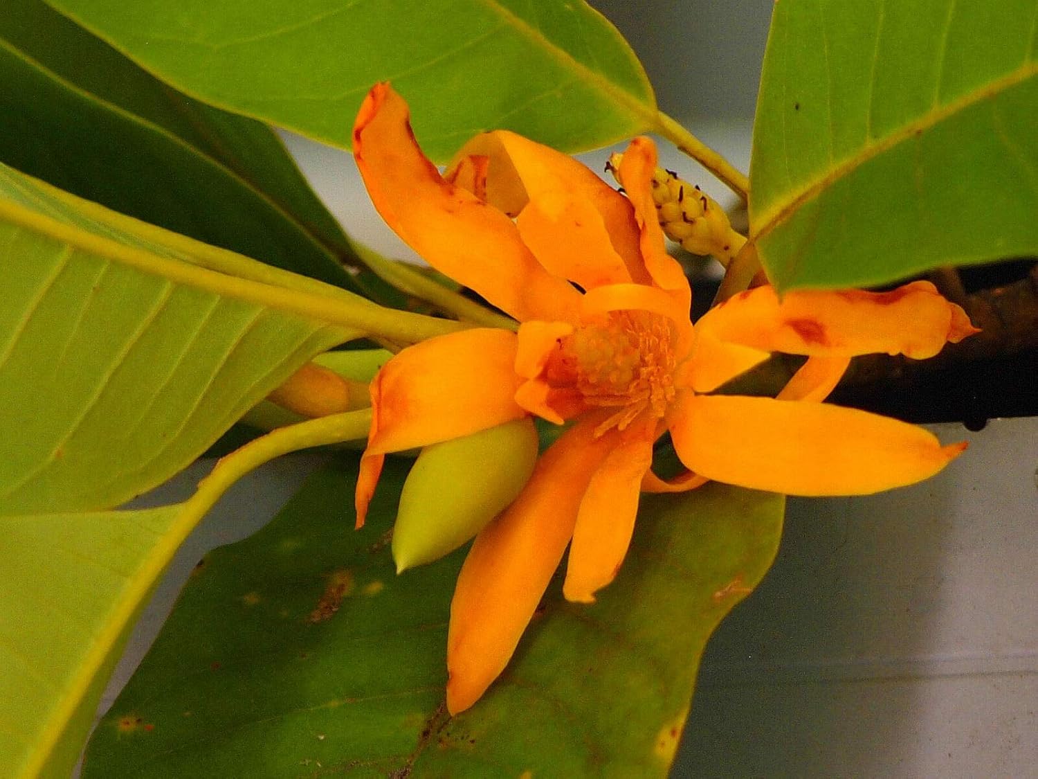 Portal Cool Champak Tree -"Magnolia Champaca" 20 Semi : Amazon.co.uk ...