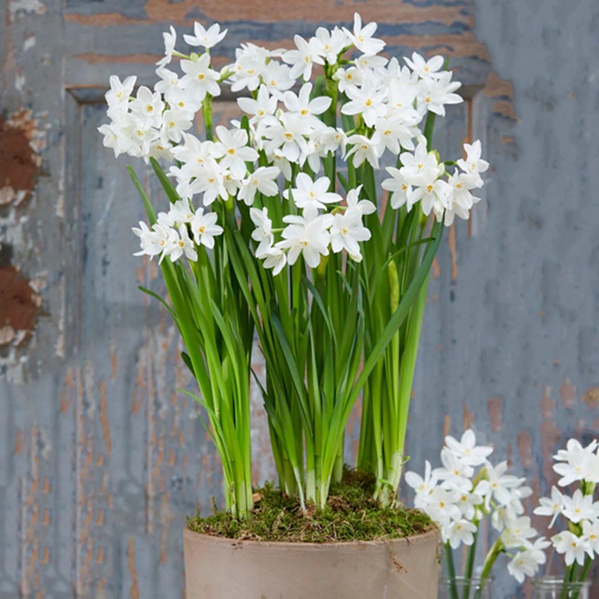 Amazon.com : Votaniki Ziva Paperwhite Narcissus Bulbs - Fragrant Blooms ...
