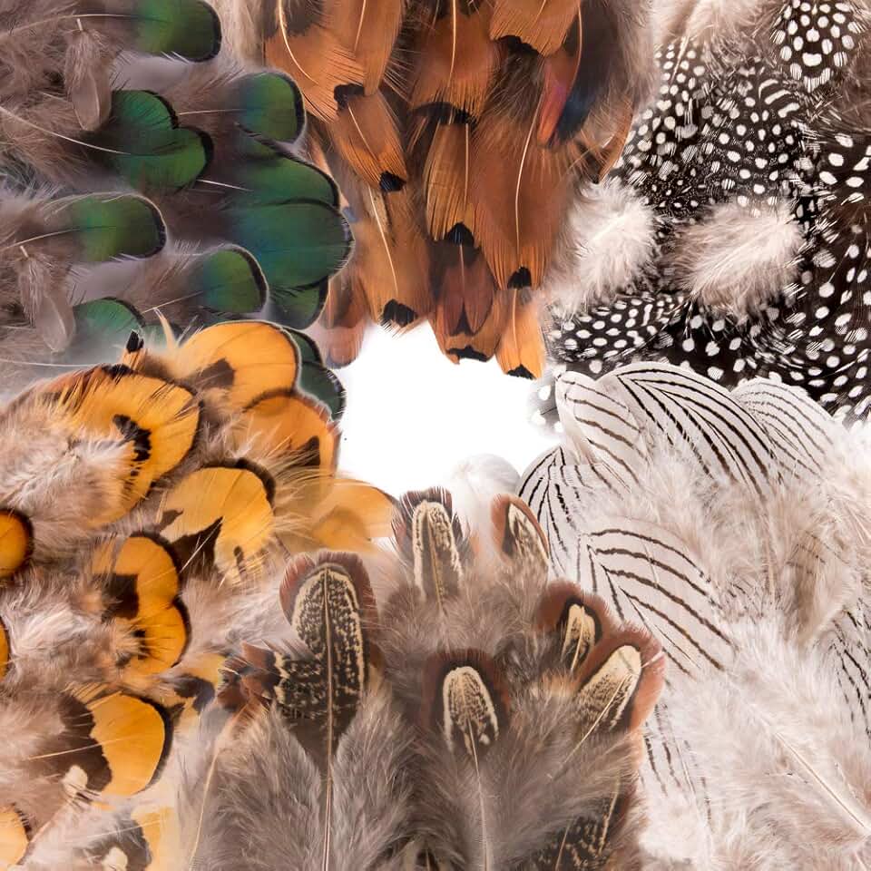 Amazon.co.uk: feathers