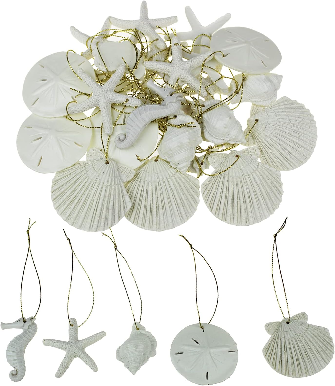Amazon.com: 16PCS Natural Sea Shells 2.5"-3.5" Perforation Scallop ...