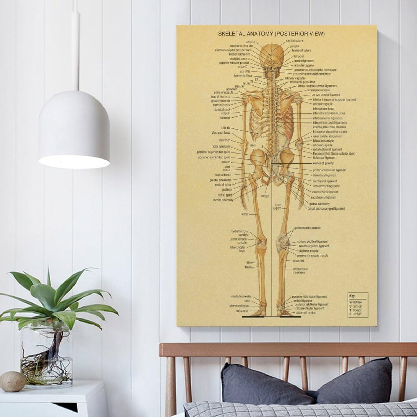 Diagrama De Esqueleto Humano Posterior Anatomía Del Cuerpo Humano.