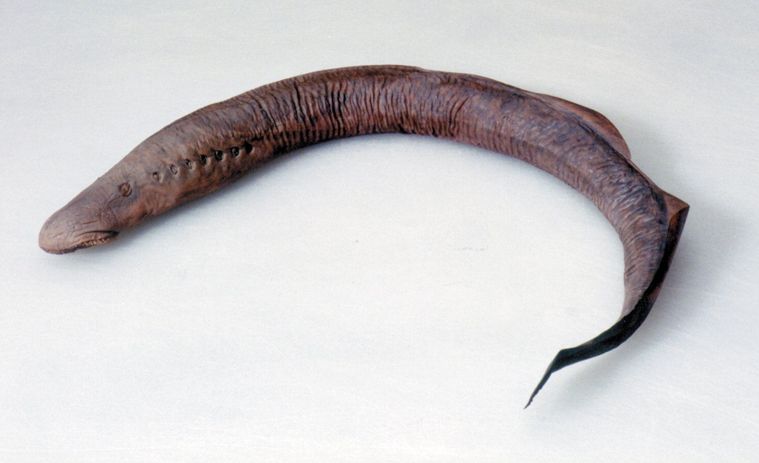 Frey Scientific Choice Plain Injected Preserved Lamprey with ...