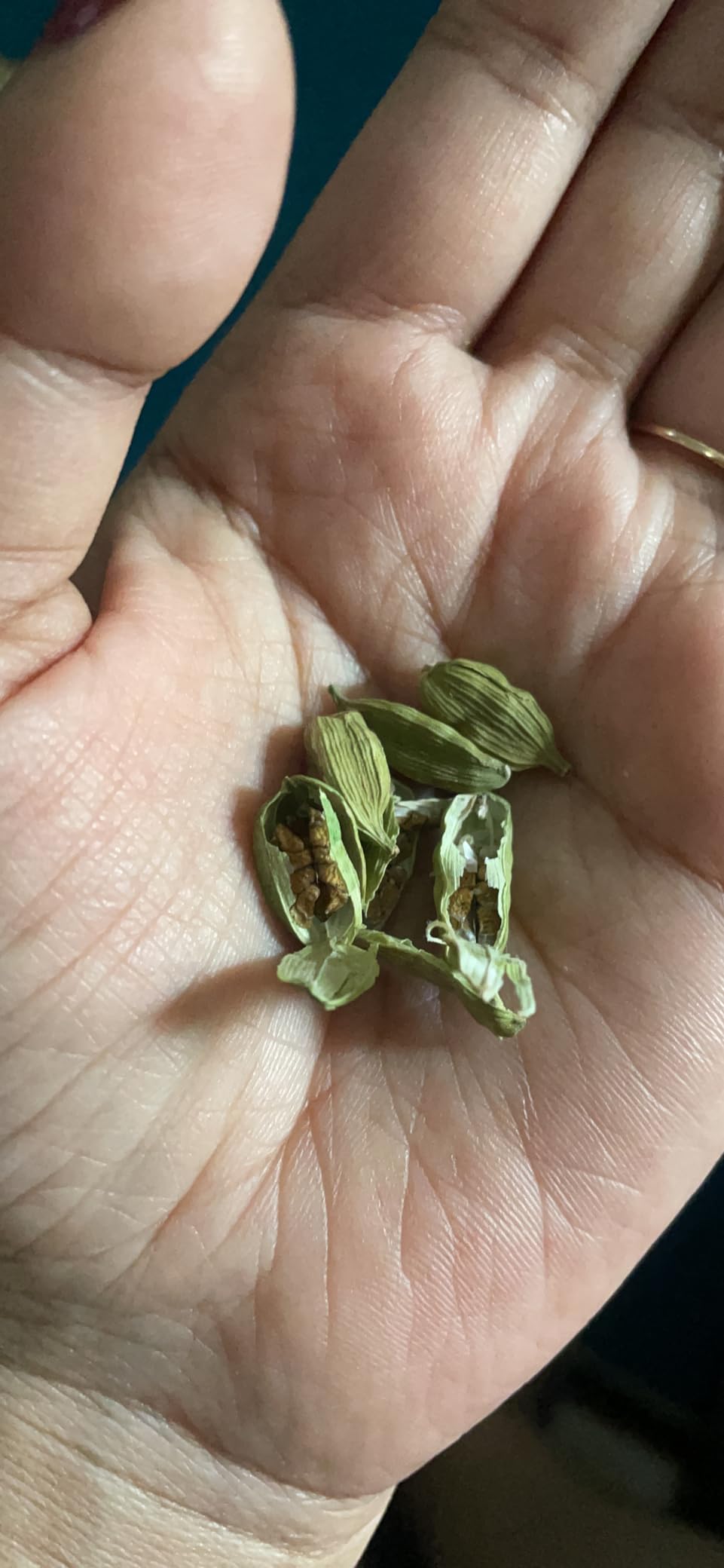 SPICEPLANET Green Cardamom 50gm | Choti Elachi | Aromatic ilachi ...