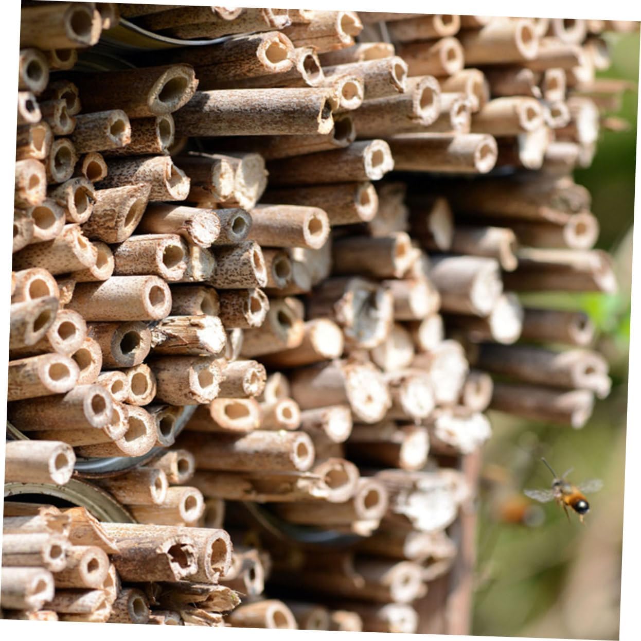 FRCOLOR 50pcs Replaceable Bee Tubes Outdoor Bee Tubes Replacement ...