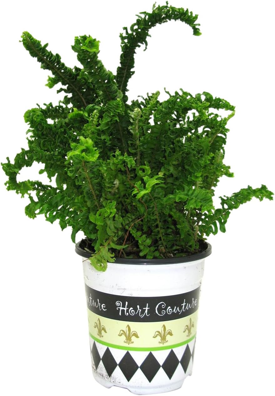 Amazon.com : Hort Couture Nephrolepis Fashionista Fern Emina- Live ...