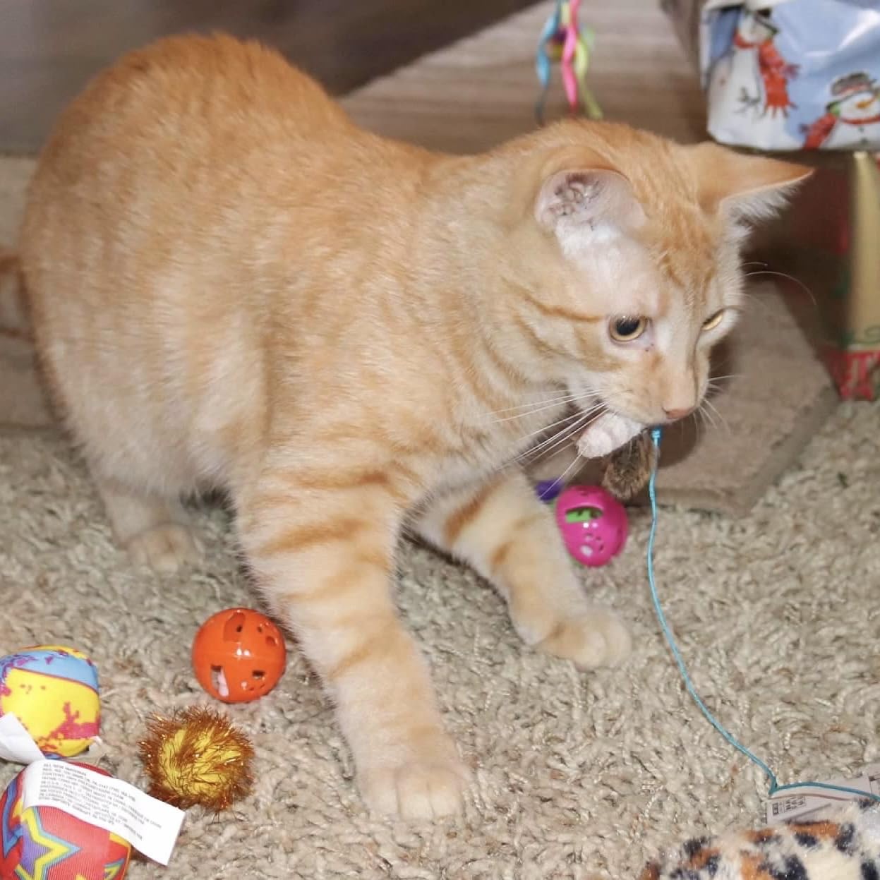 Amazon.com: GoCat Cat Lures Moth Flyer : Everything Else