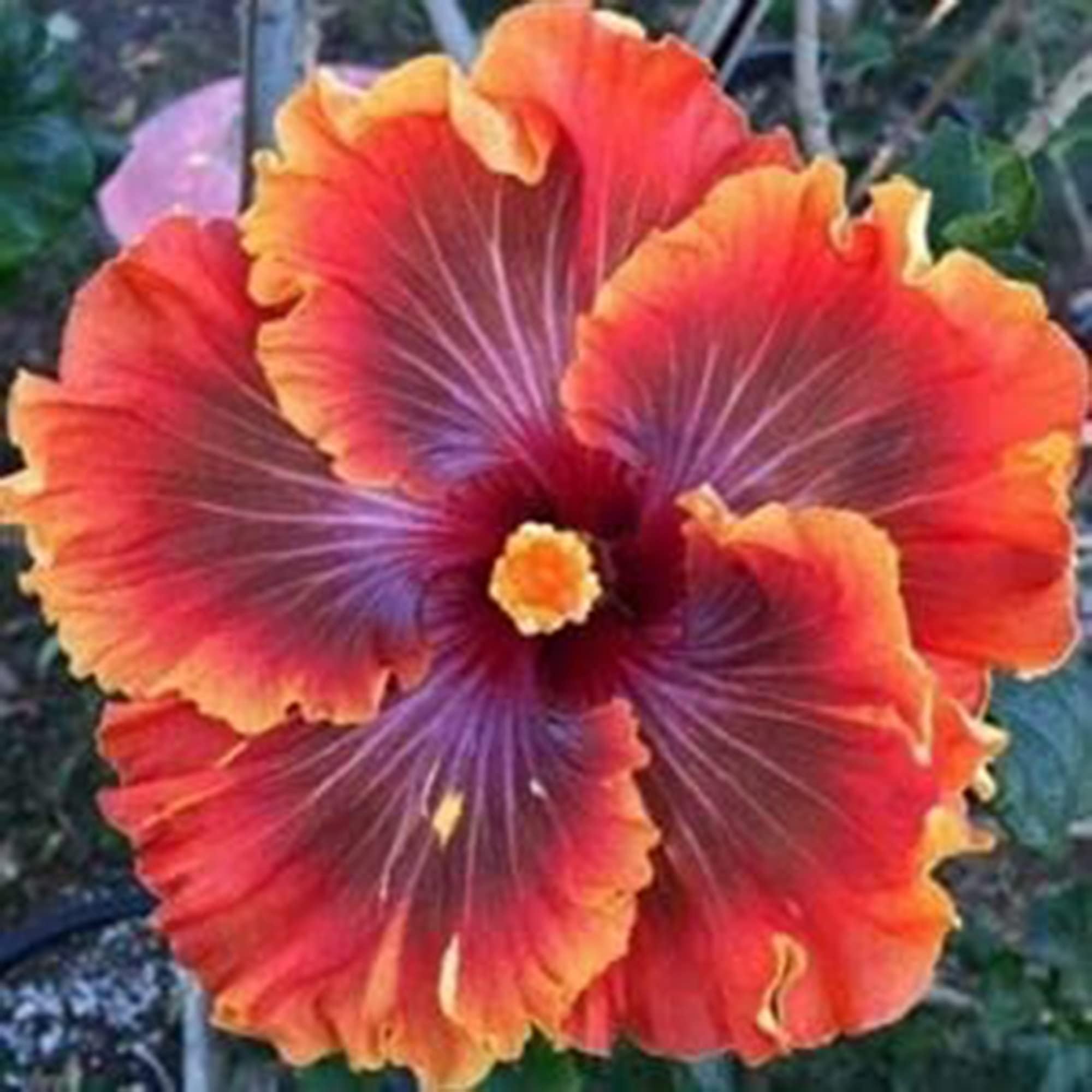 Amazon.com : CHUXAY GARDEN Red Purple Orange Hibiscus-Confederate Rose ...