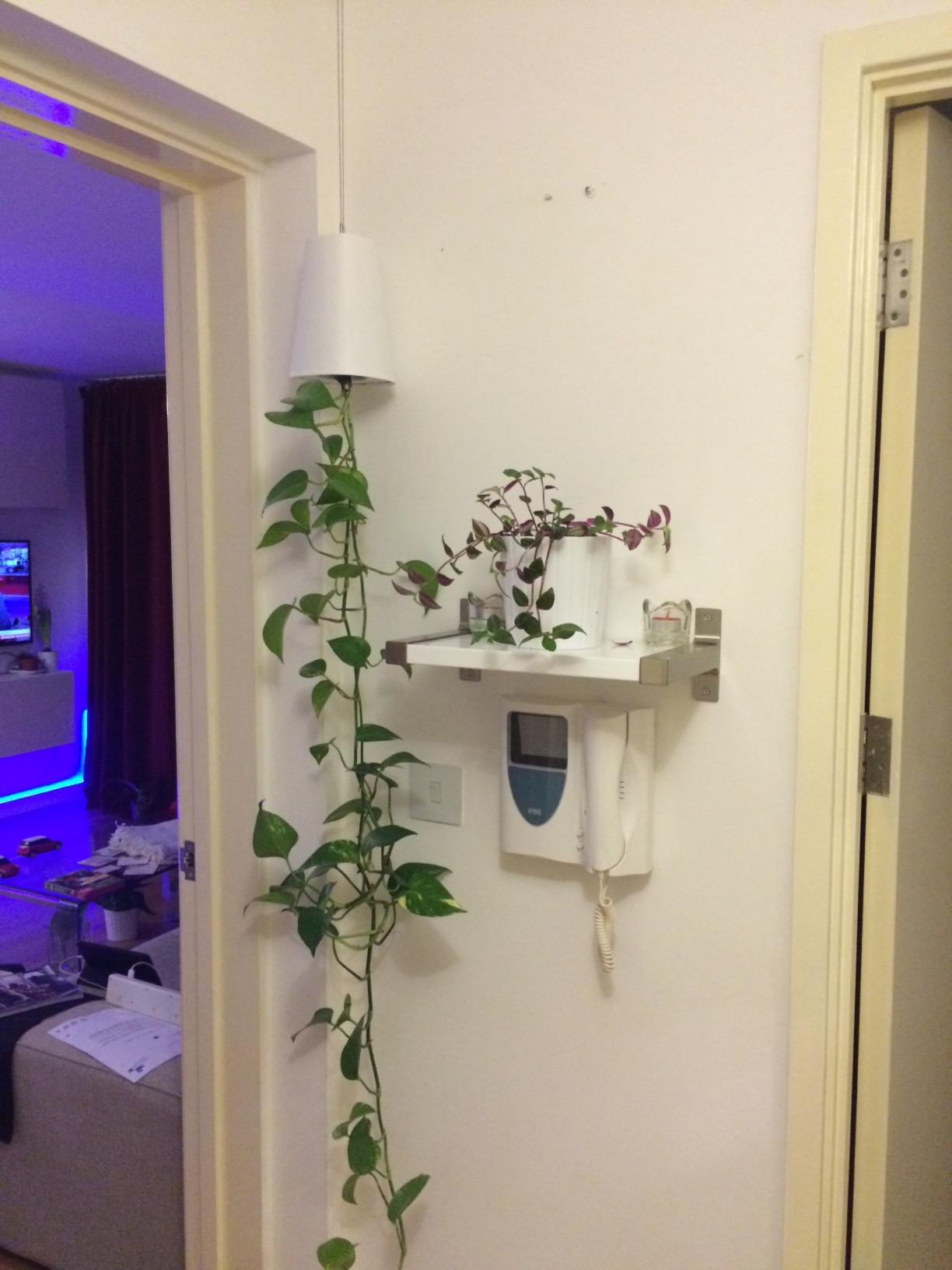 TRIXES Inverted Plant Pot Hanging Flower Pot Upside Down Overhead ...