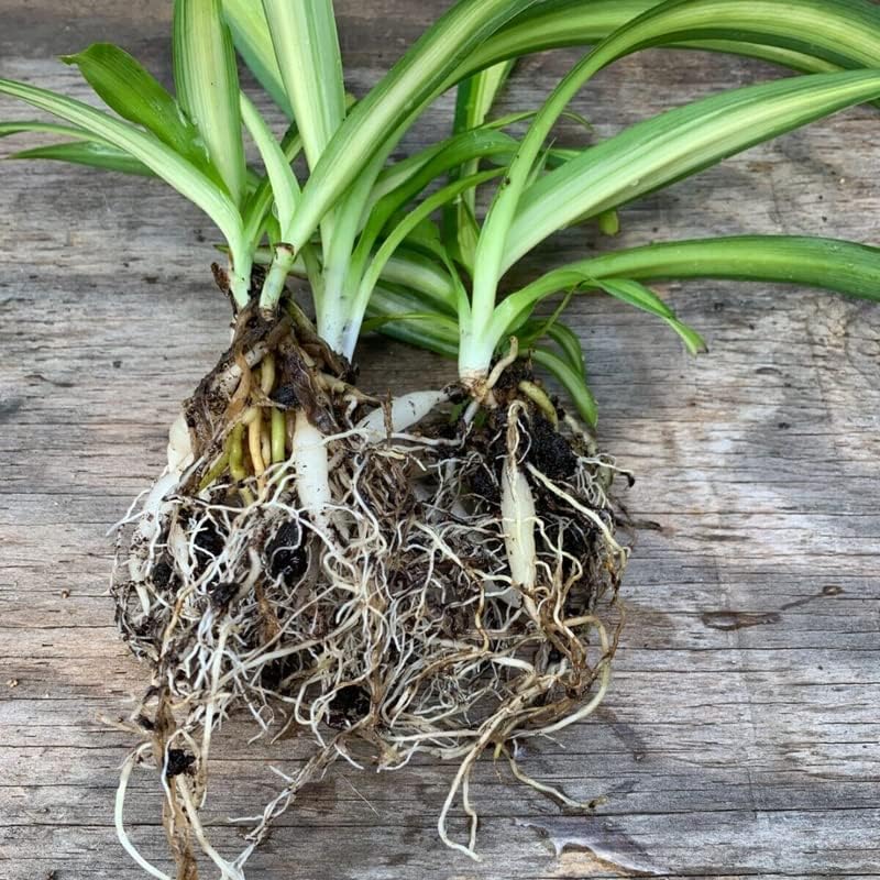 Amazon.com : Variegated Spider Plant, Bare Root Starter Plant Live ...
