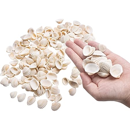 Amazon.com: Wowagoga 500 Gram White Clam Beach Seashells Tiny Sea ...