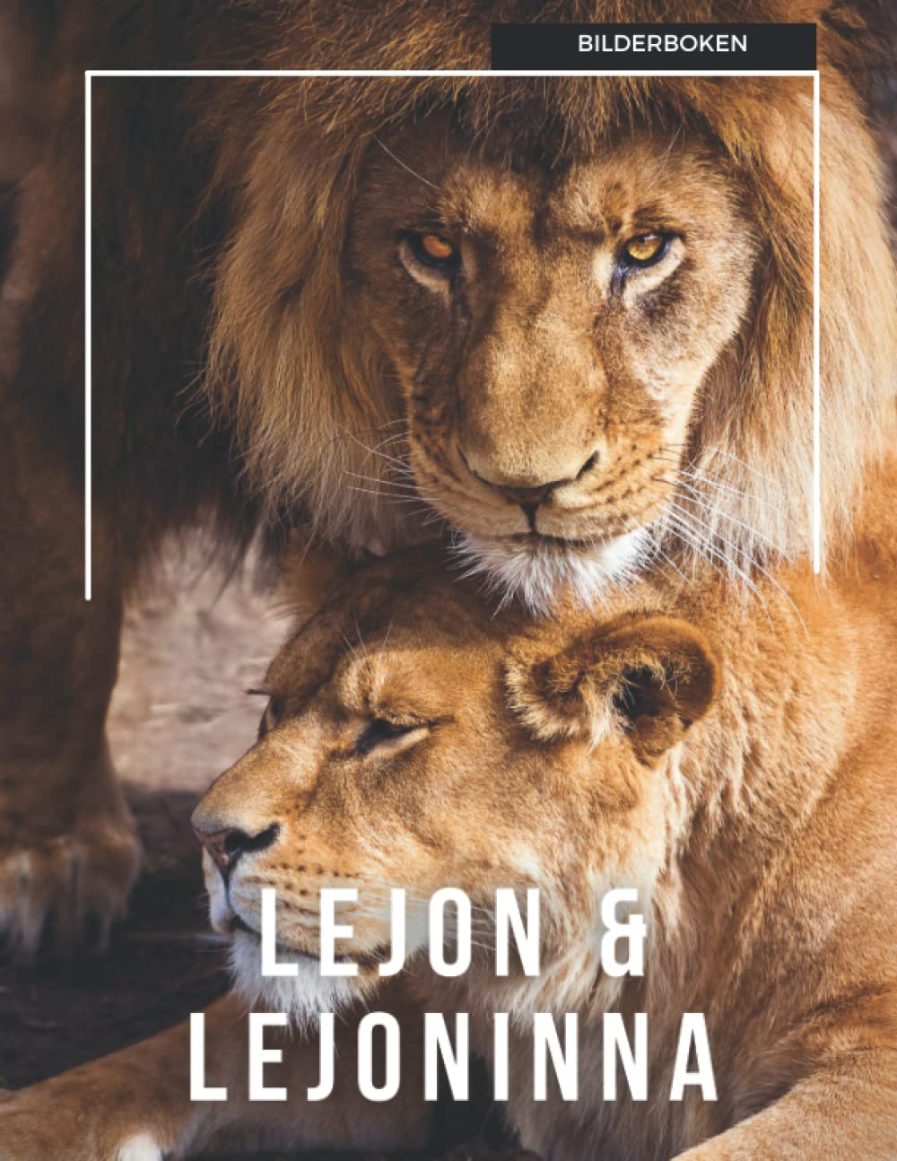 Lejon And Lejoninna En Fotografisk Bild Av Ett Lejon Och | Desertcart ...