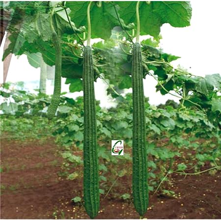Kadam Sarputiya Vegetable Seeds 100 Seeds , Satputita Beej , Desi ...