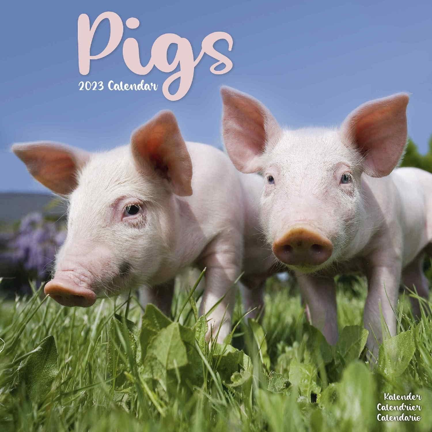 Amazon.com: 2022 2023 Pigs Calendar - Cute Farm Animal Monthly Wall ...