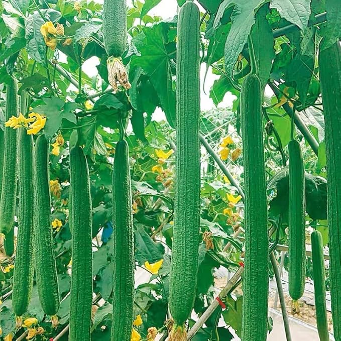 NO-GMO 25 Seeds, Productive Edible Gourd Luffa Seeds, Long Smooth ...