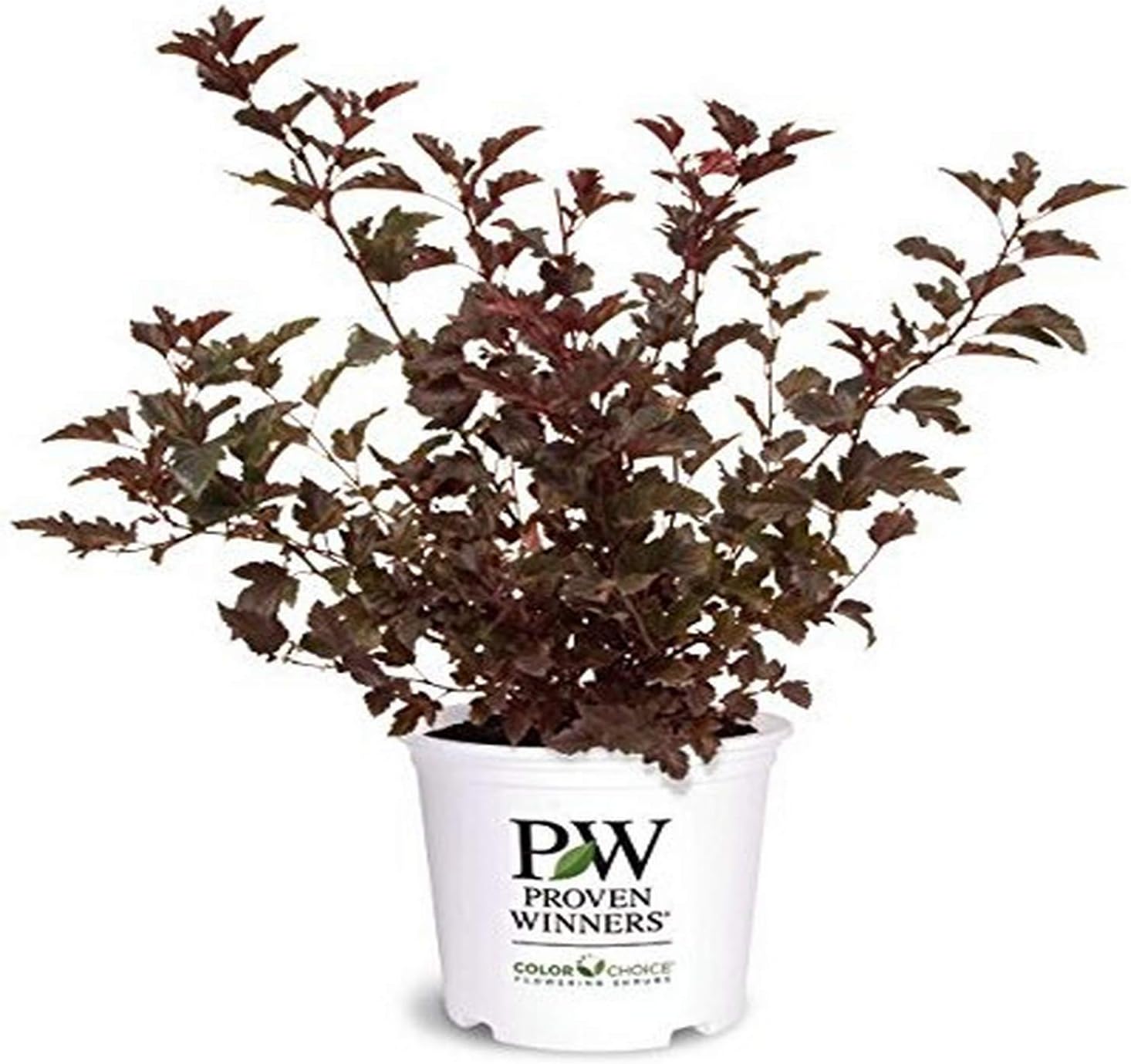 Amazon.com : Proven Winners - Physocarpus op. Tiny Wine (Ninebark ...