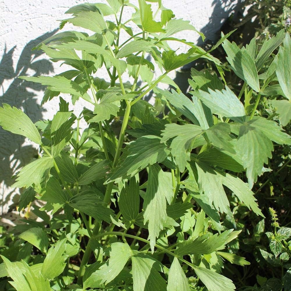 Liebstöckel, Maggikraut Samen, Levisticum officinale : Amazon.de: Garten