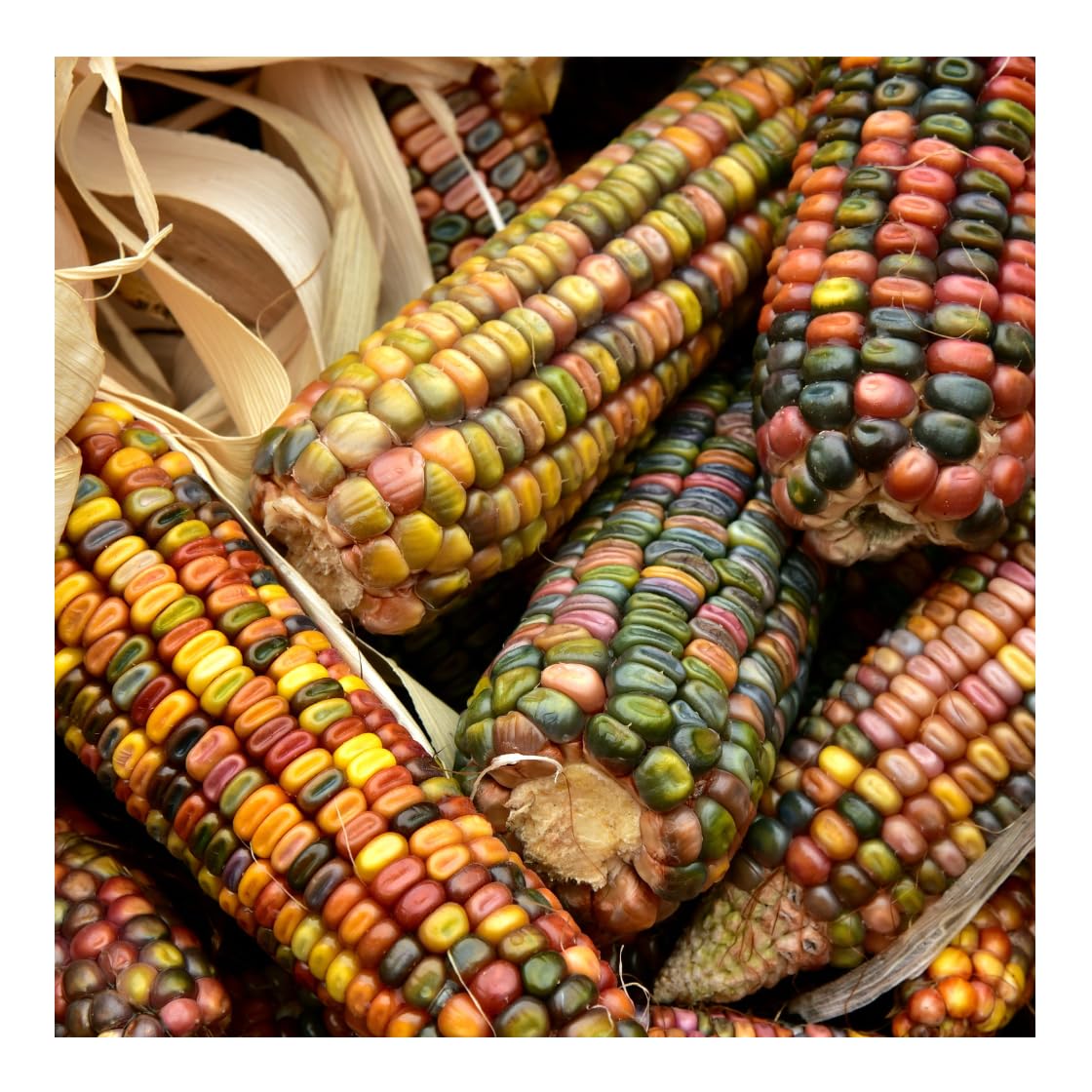 Amazon.com: Brownie Brand Kentucky Rainbow Dent Corn - Premium Heirloom ...