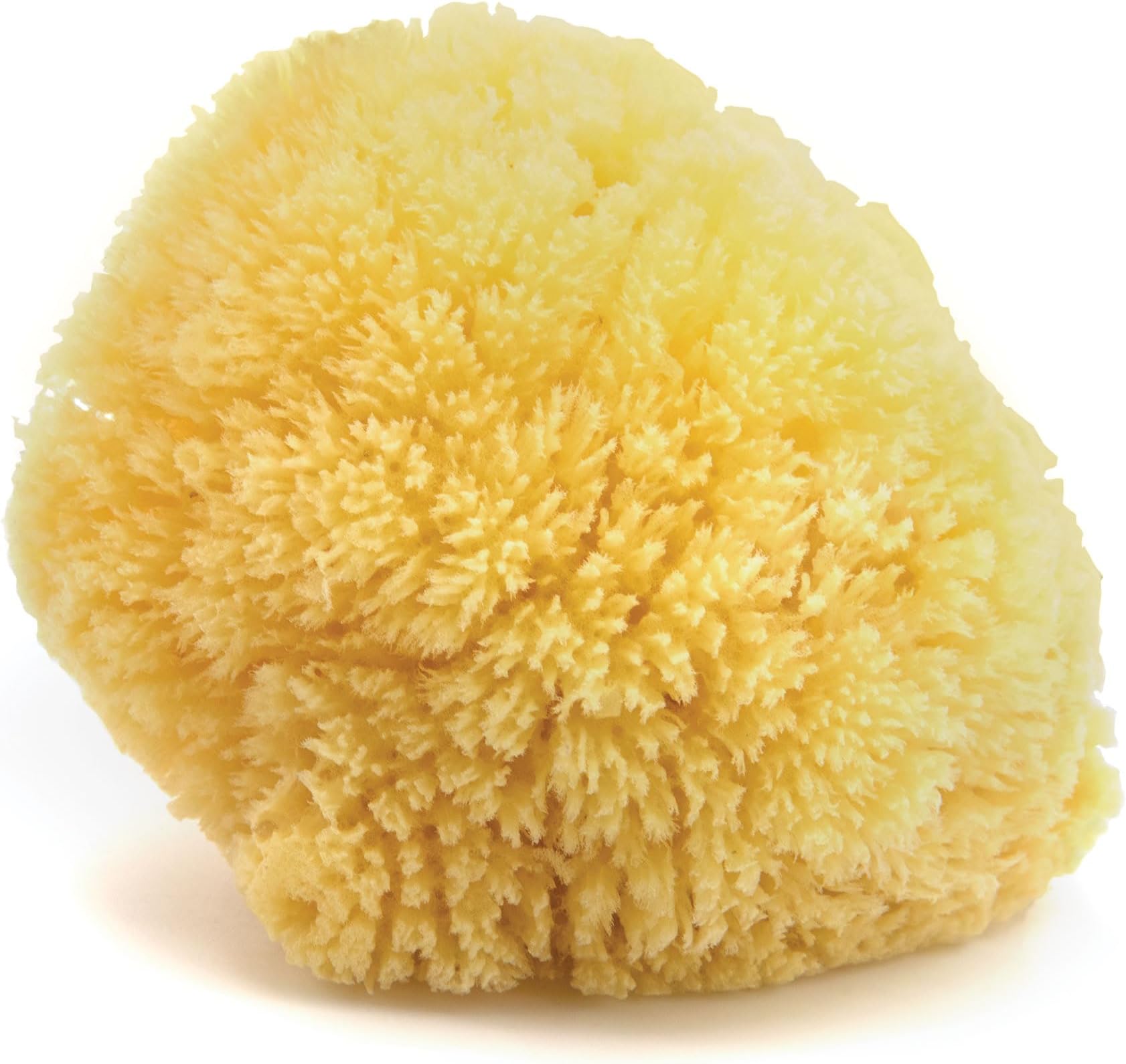 Amazon.com: Natural Wool Sea Sponge - 4-5 Inch : Beauty & Personal Care