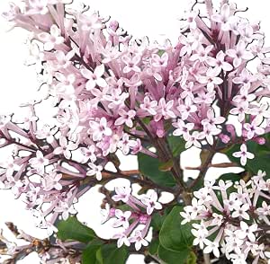 Nain Lilas Syringa Meyeri « Palibine » Parfum lilas 20-30 cm : Amazon ...