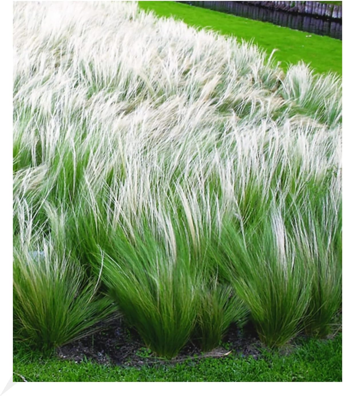 BALDUR Garten Mädchenhaargras Federgras, 3 Pflanzen Engelshaargras ...