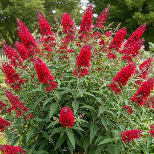 Best Butterflies Bushes for Beautiful Pollinator Gardens – Grass Seed ...