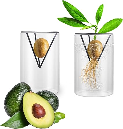 Amazon.com: KeaJuidy 2 PCS Avocado Tree Growing Kits, Acrylic Avocado ...