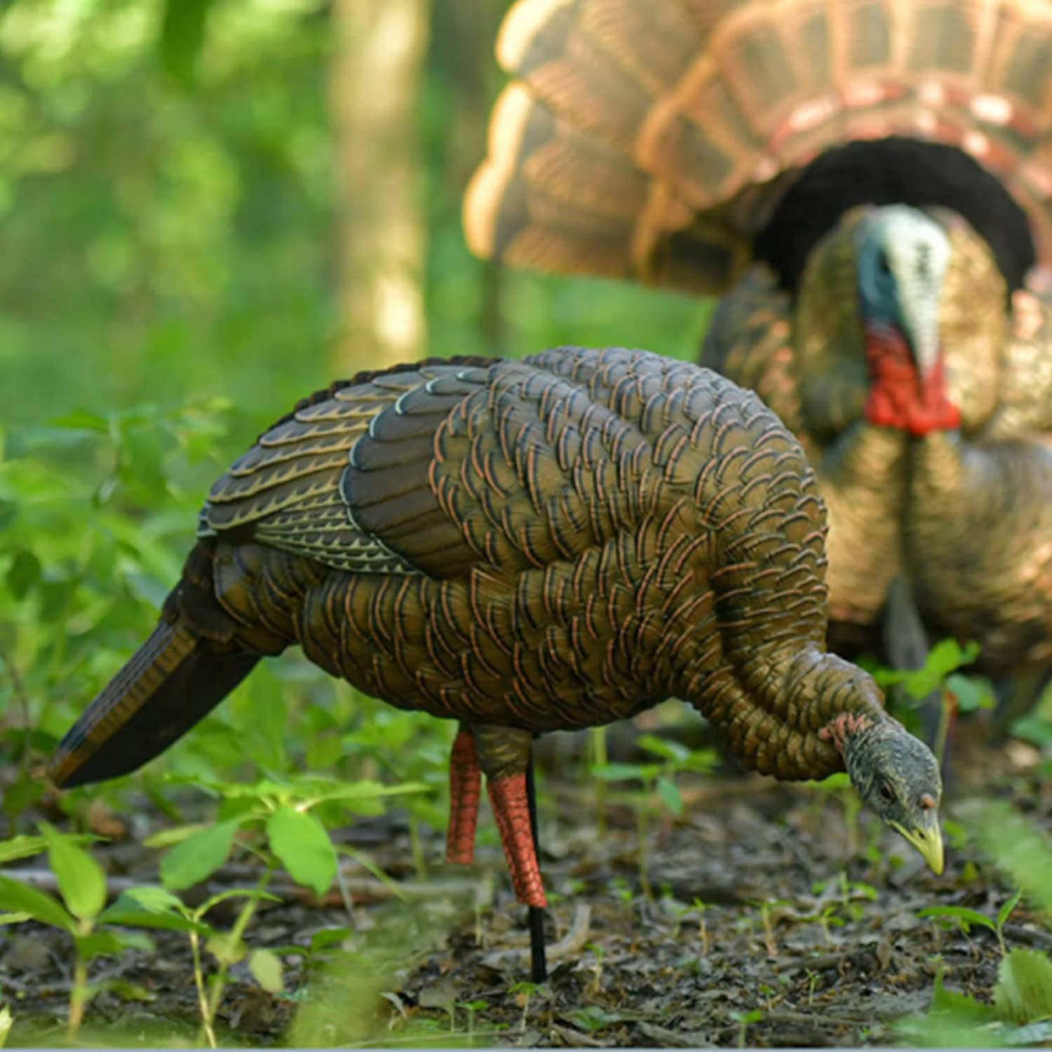 Snapklik.com : HDR Feeding Hen Turkey Decoy