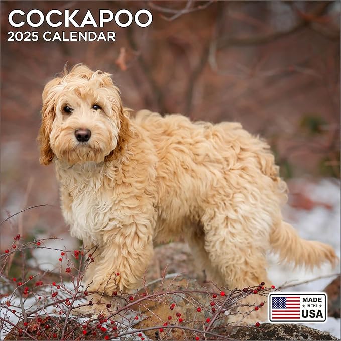 MegaCalendars - Cockapoo Calendar 2024 - Dog Breed Wall Calendar ...