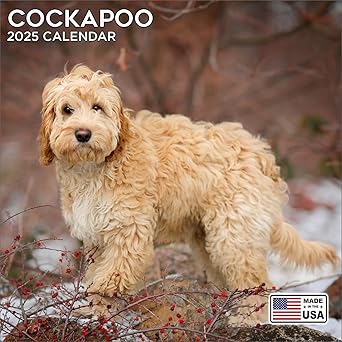 2025 Cockapoo Calendar - Dog Breed Wall Calendar - 12 x 24 Open - Thick ...
