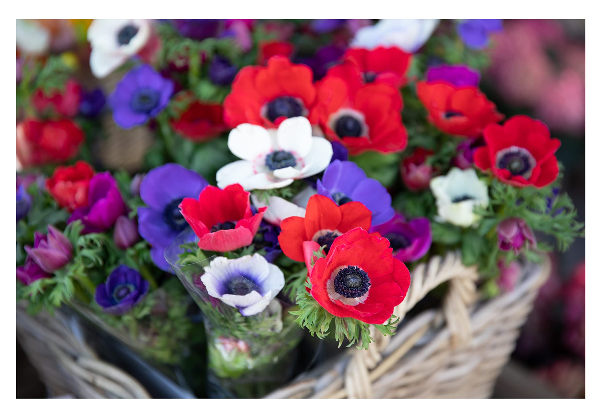 20x Anemone De Caen Mix Bulbs Spring/Summer Flowering Poppy Anemone ...
