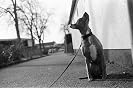 Amazon.com : Kodak Tri-X 400TX Professional ISO 400, 36mm, Black and ...