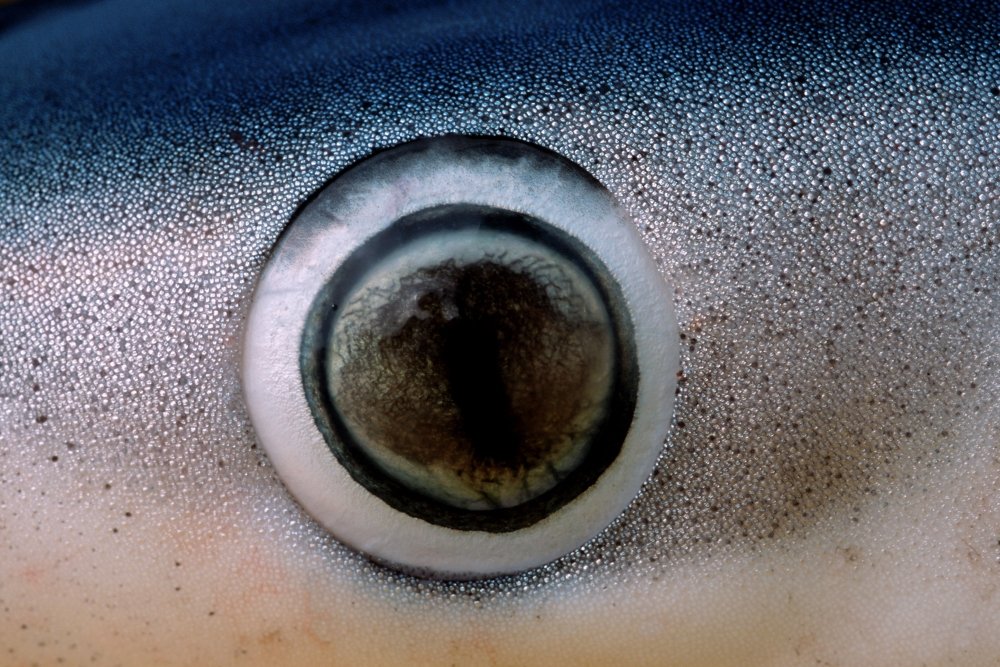 Blue Shark Eyes Sharks Are Spending Time In The Deep Ocean, But Why?