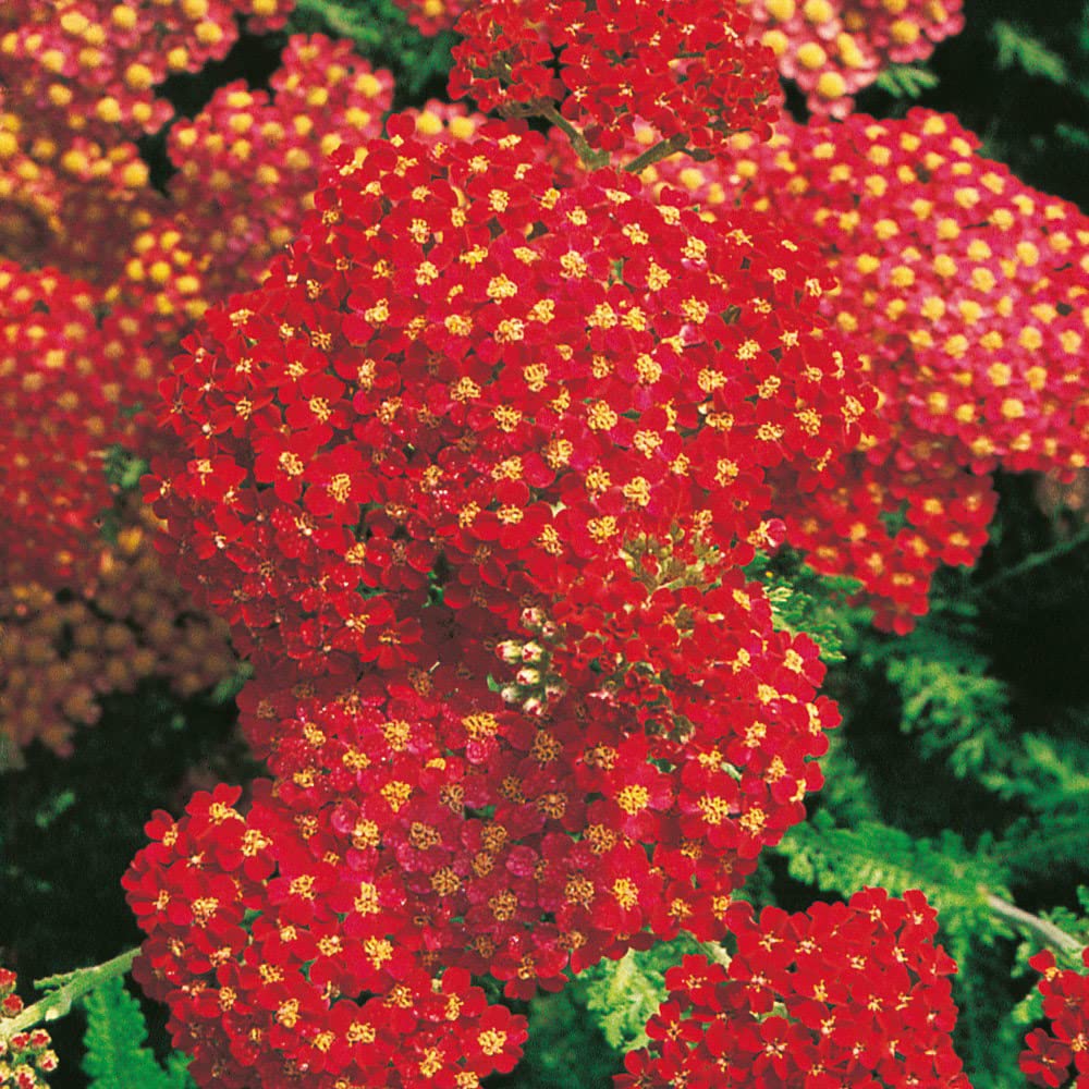 Paprika Flower Rosa Oso Easy® Paprika (Groundcover Rose)