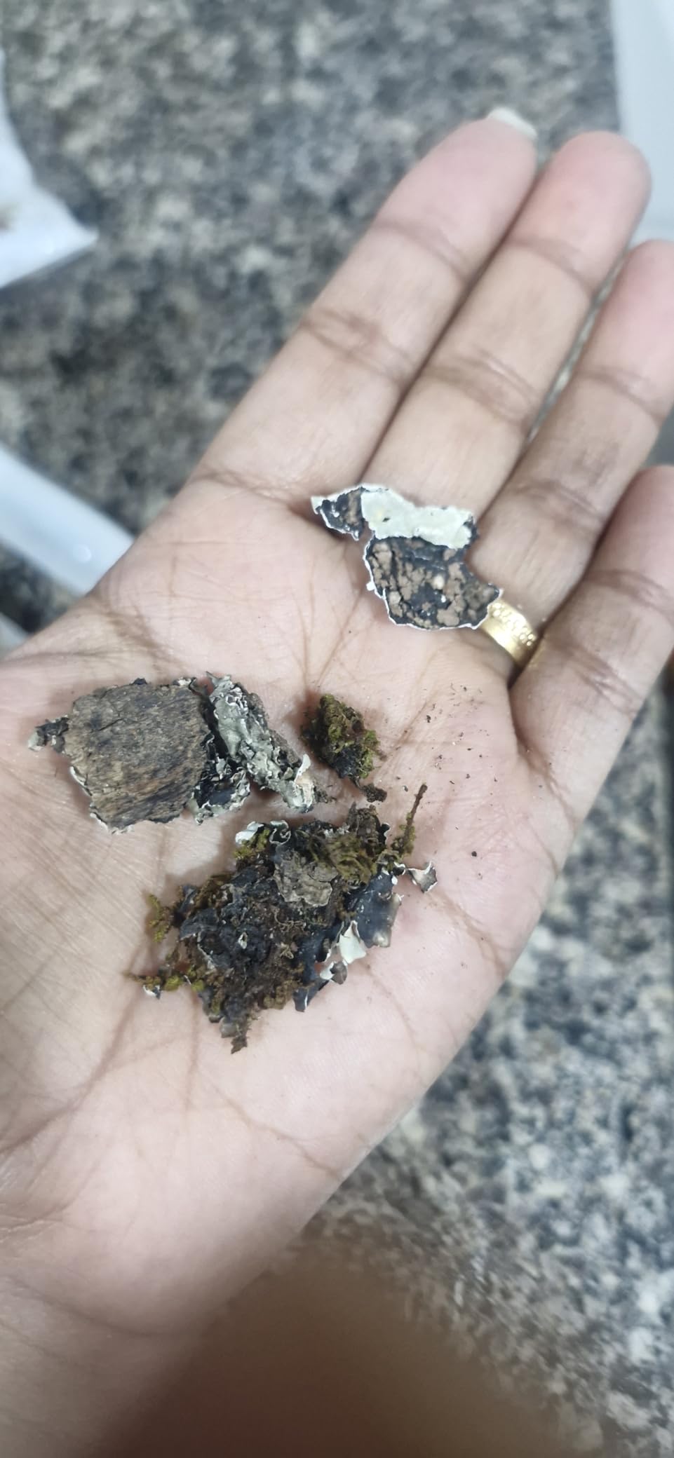 Namo Organics - Stone Flower Spices - 100 Gm - (Dagad Phool, Kalpasi ...