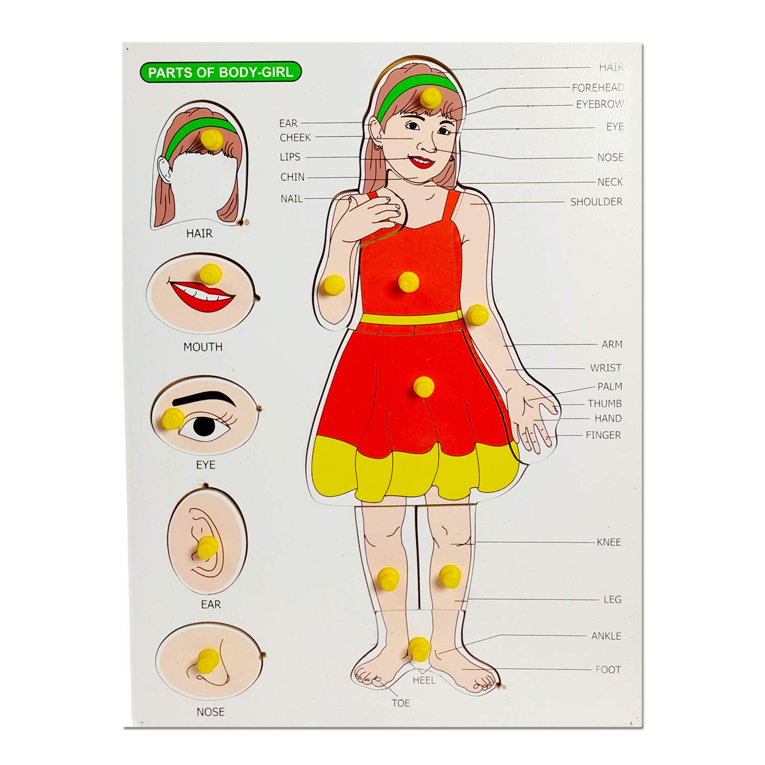 Girl Body Parts Name