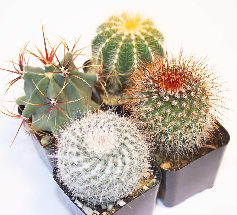 Amazon.com : Cactus 2" Assorted (Includes 4 Different Species) : Patio ...