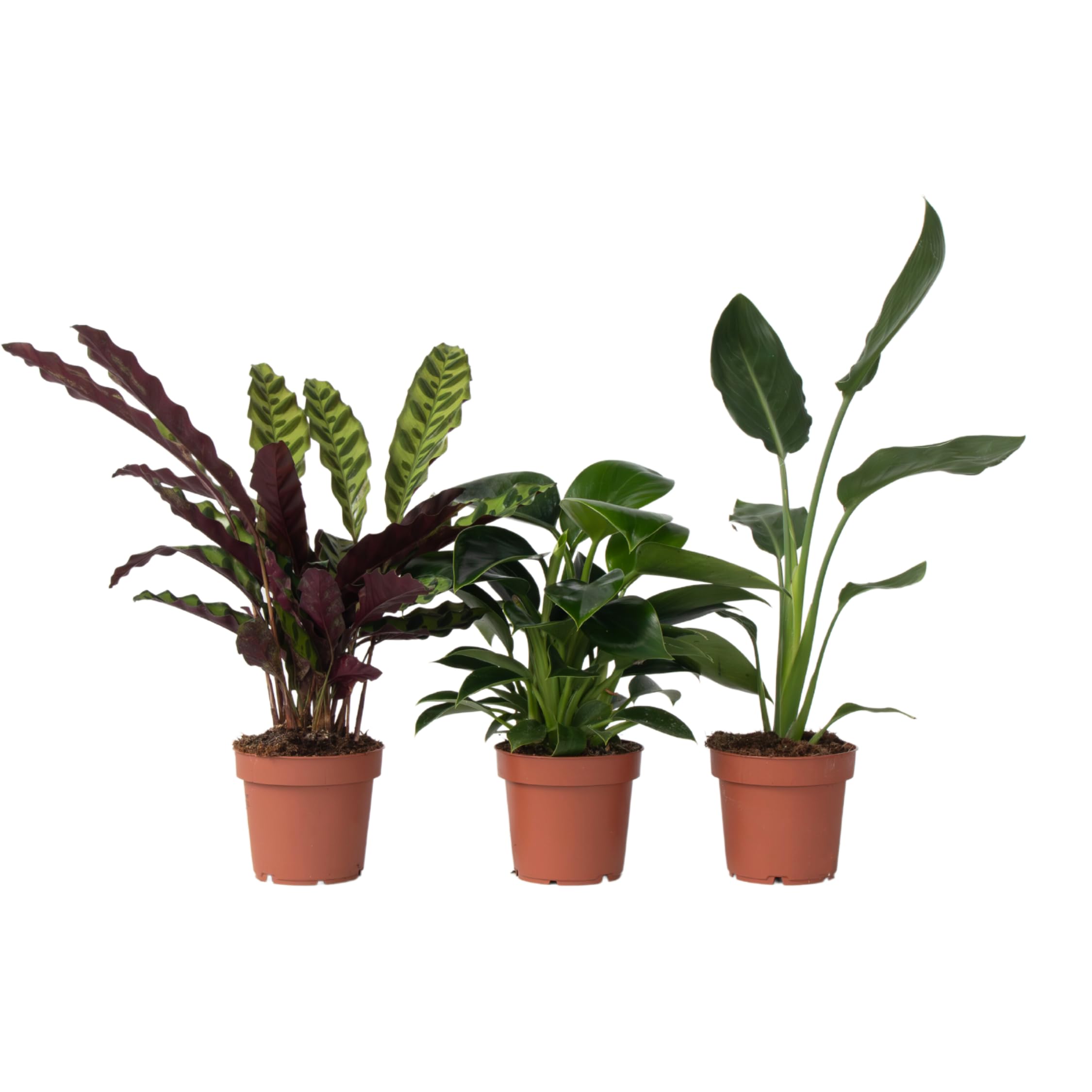 Piante Tropicali Da Appartamento Piante Tropicali GreenMe