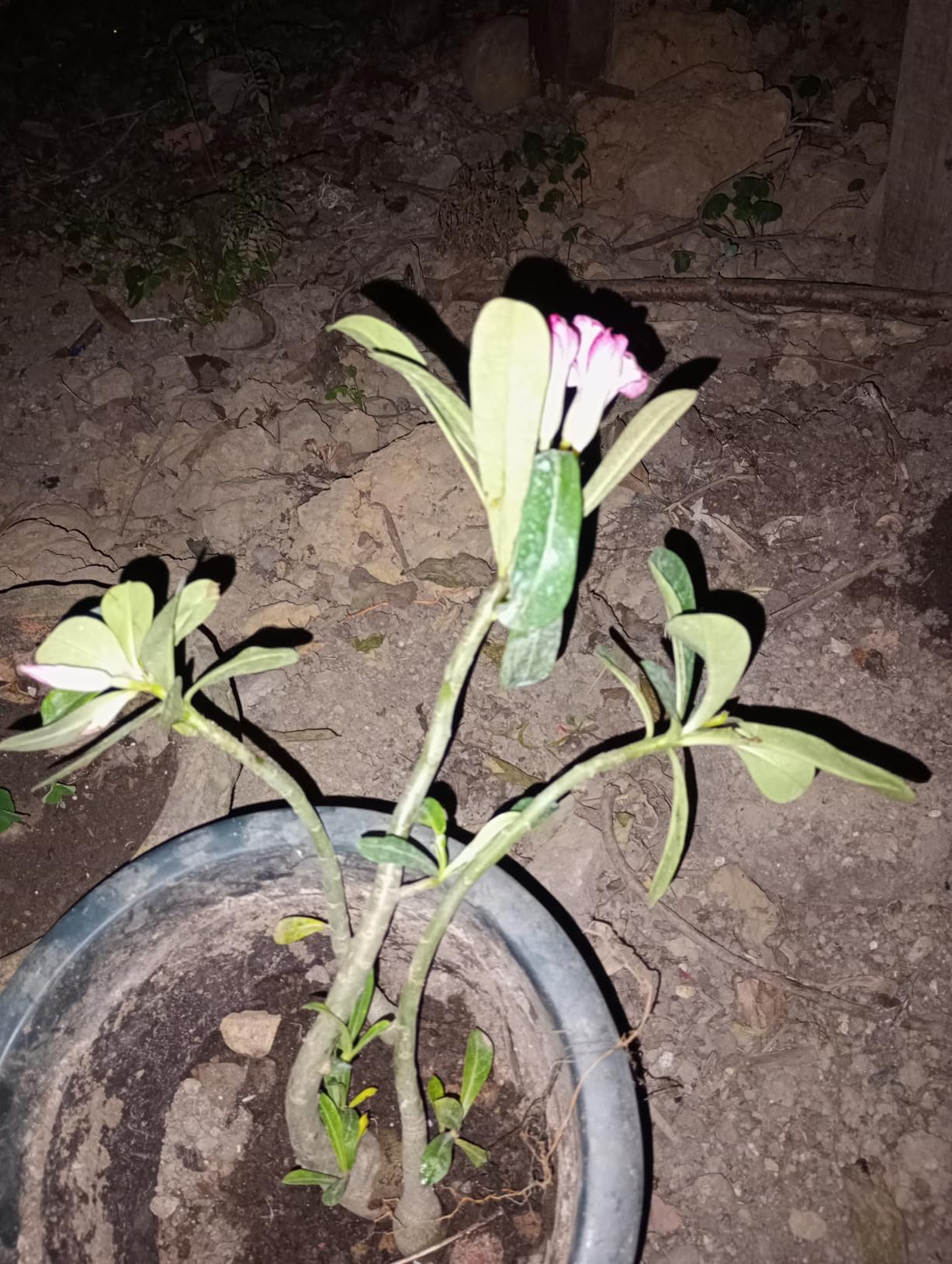 Adenium Live Plant | Hybrid Adenium Flower Plants (Pack of 3) A_36 ...