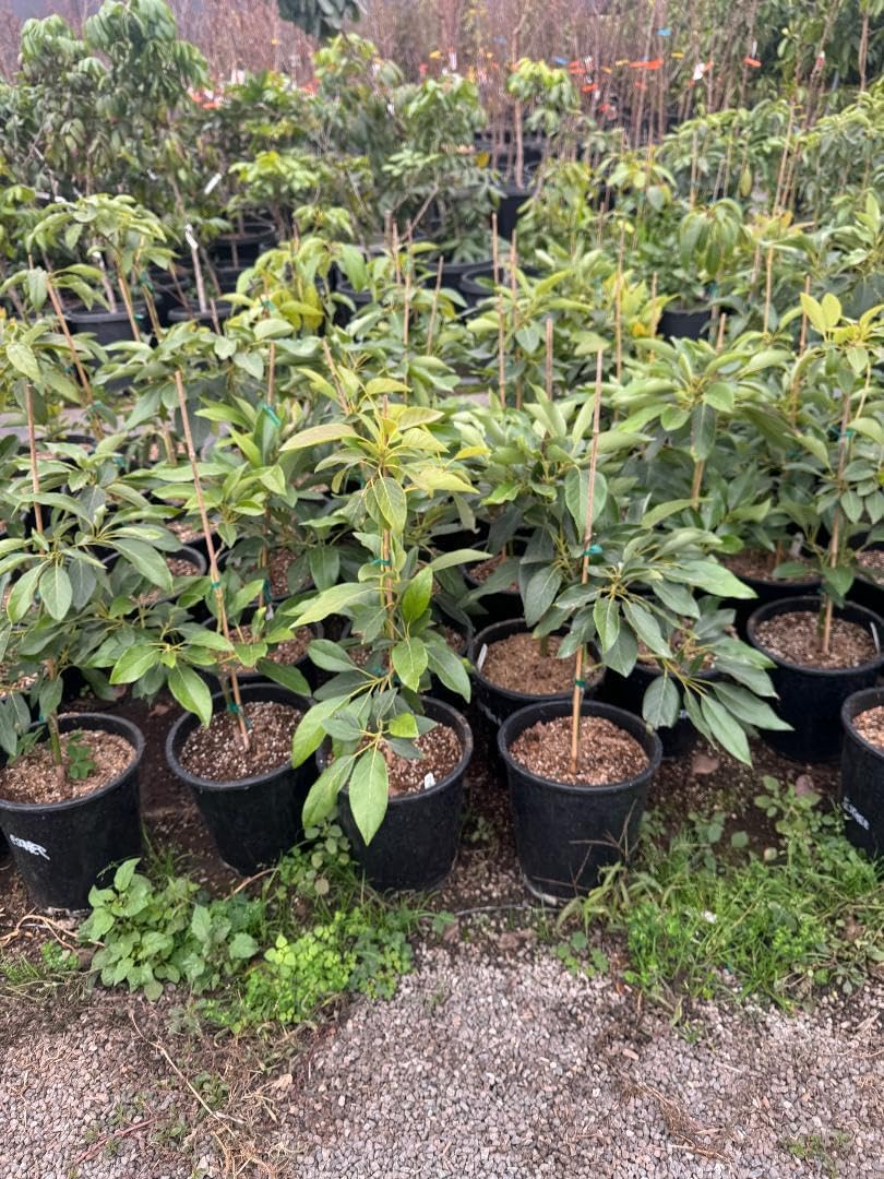 Amazon.com : 9EzTropical - Little Cado Avocado Grafted Tree 3 to 4 Feet ...