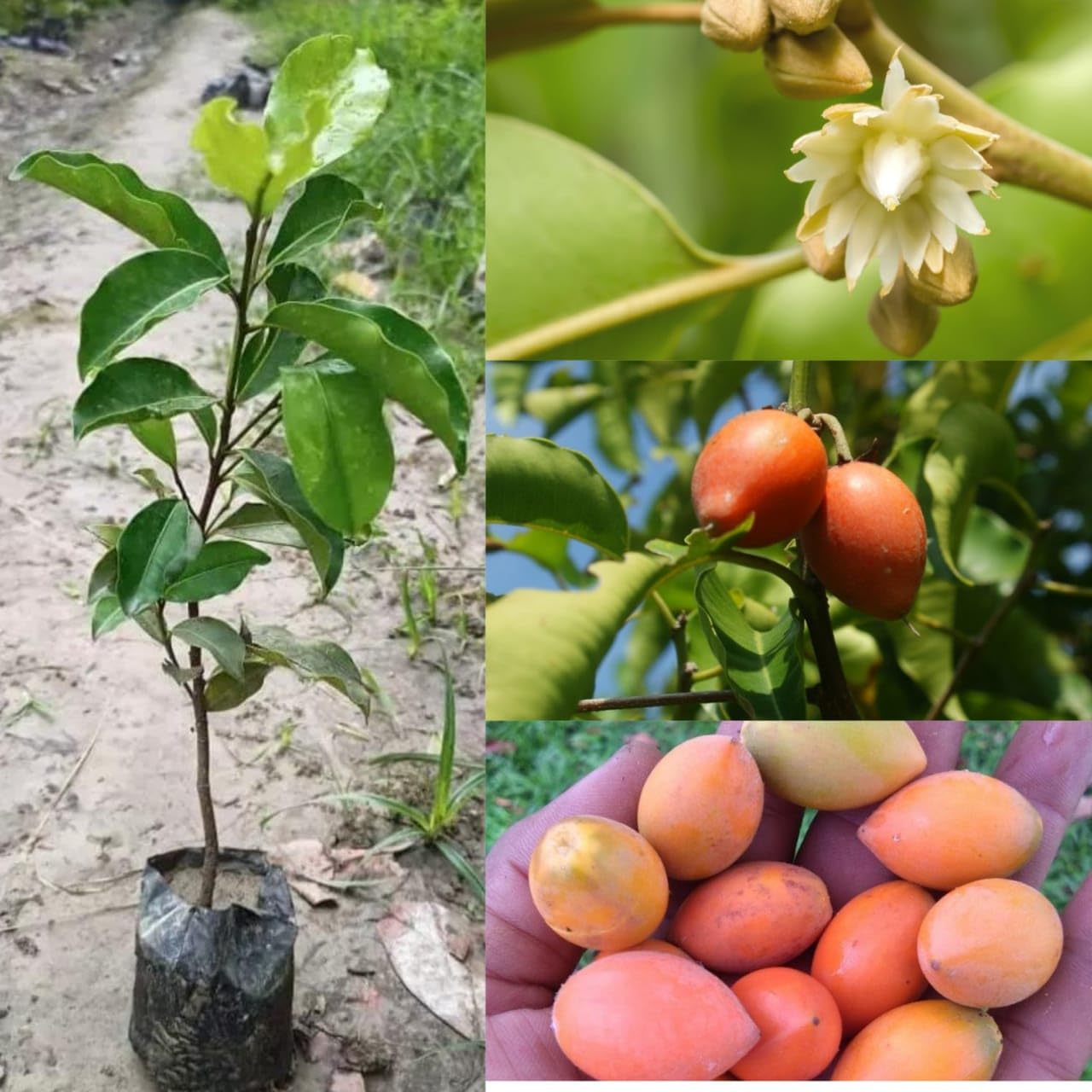 Golden Bloom Bakul/Mimusops Elengi Wood/Bullet Wood/Elanji/Ilanji ...