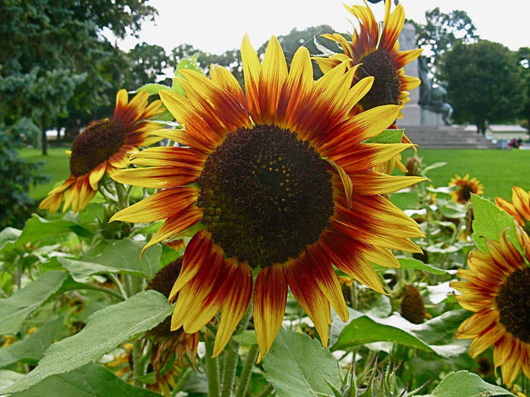 Red Sunflower Plants
