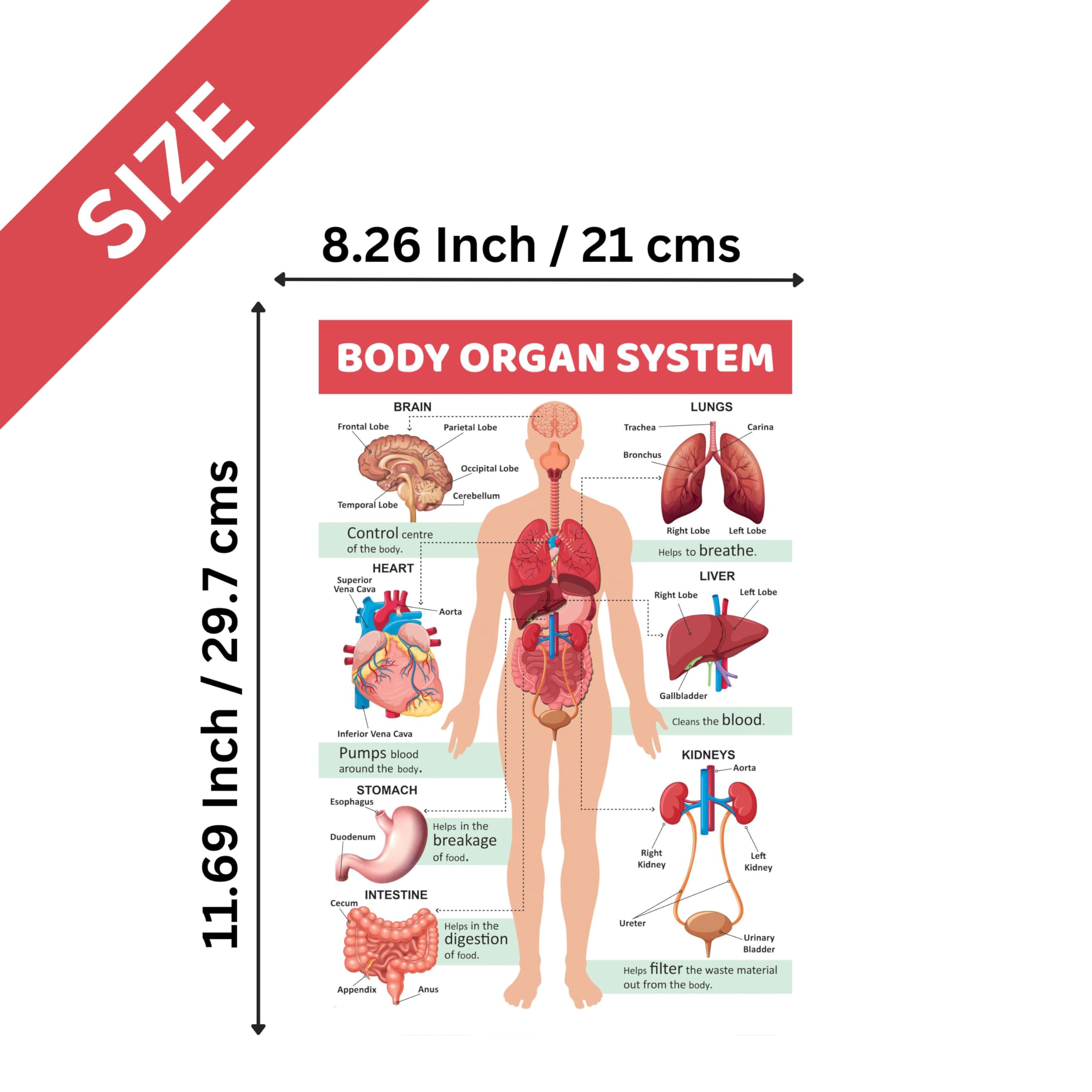 Human Body Organ Systems For Kids How To Build Body Systems Models For
