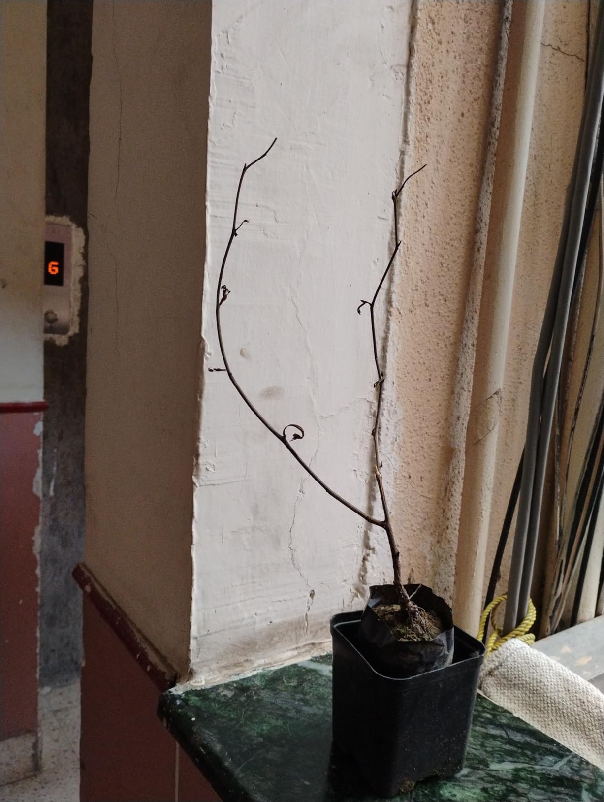 The Green Beach Live Climbing Rose Creeping Wild Rambling Ornamental ...